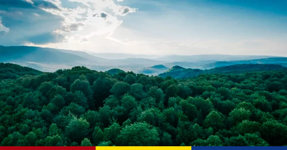 El Día Internacional de los Bosques es un llamado a la conciencia ...